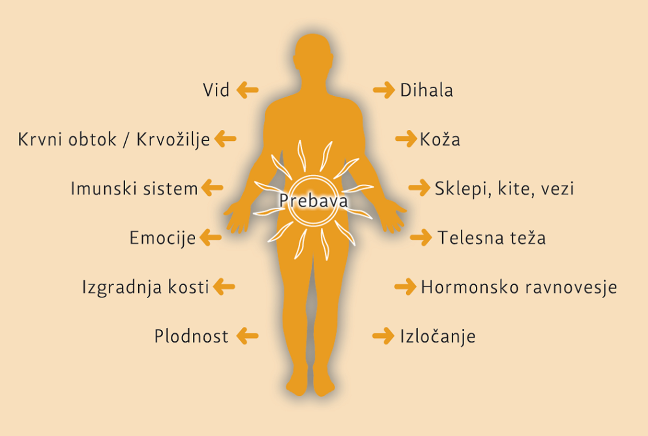 Urejena prebava od želodca do konca črevesja - Računalniške novice